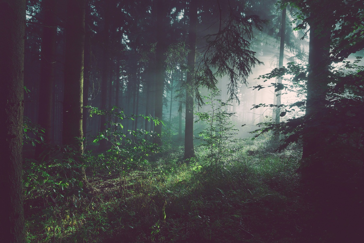 Save the Redwoods League Enters Agreement to Purchase 1,500+ Acres of ...